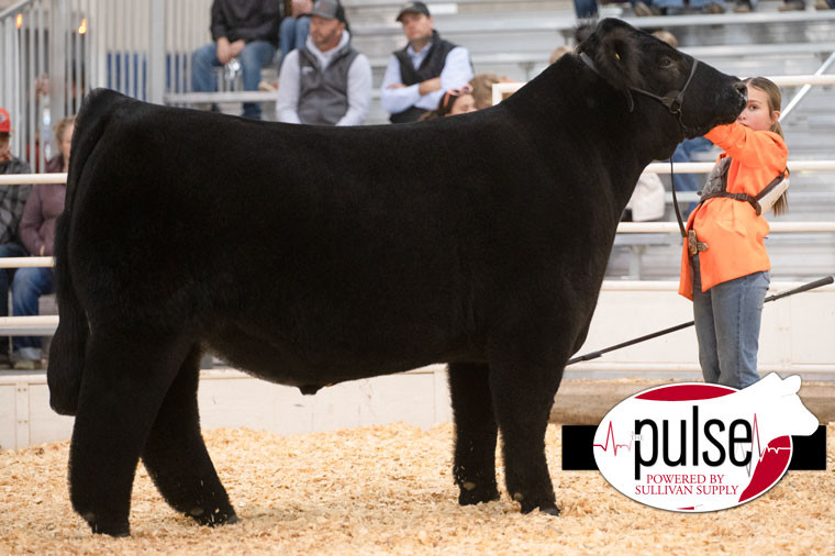 Here I Am • Cattle Visions • Premier Multi-Breed Online Semen Distributor
