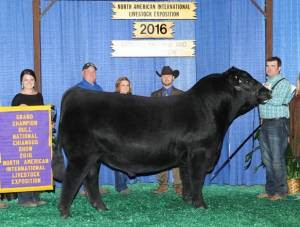 HIGG CLOCKWORK 88C • Cattle Visions • Premier Multi-Breed Online Semen ...