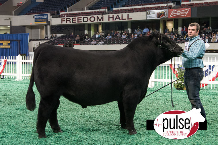 HIGG CLOCKWORK 88C • Cattle Visions • Premier Multi-Breed Online Semen ...