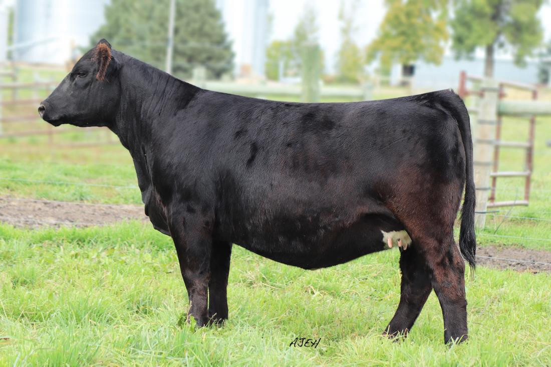 HILB ORACLE C033R • Cattle Visions • Premier Multi-Breed Online Semen ...