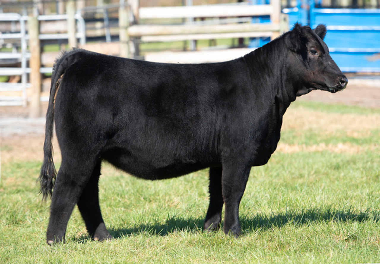 HPF QUANTUM LEAP Z952 • Cattle Visions • Premier Multi-Breed Online ...