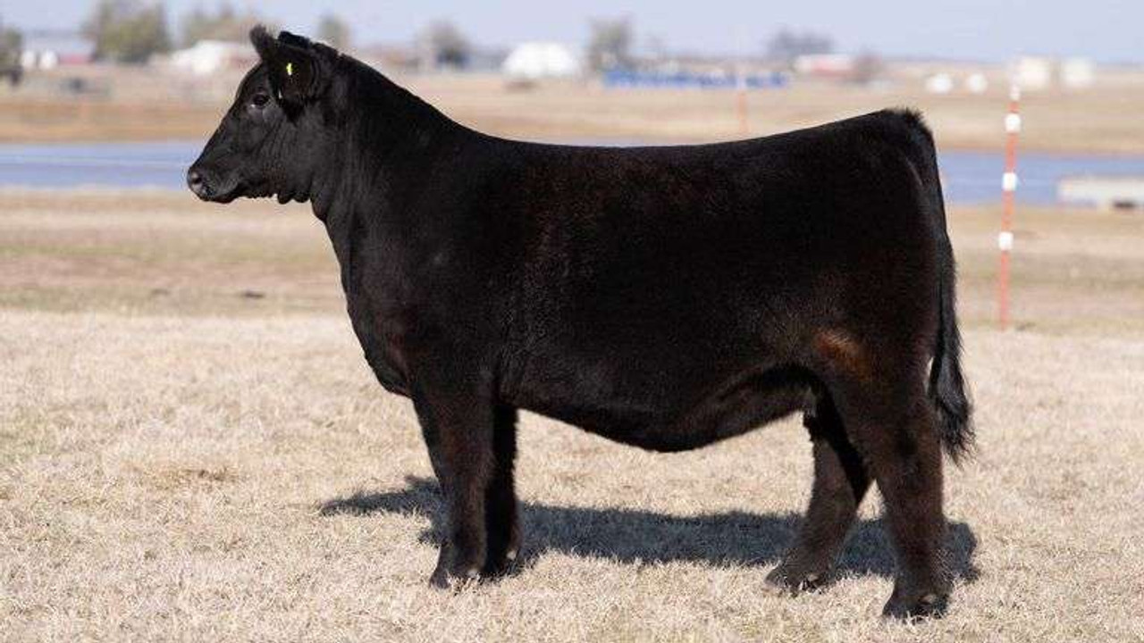 HPF QUANTUM LEAP Z952 • Cattle Visions • Premier Multi-Breed Online ... HPF QUANTUM LEAP Z952 • Cattle Visions • Premier Multi-Breed Online ...