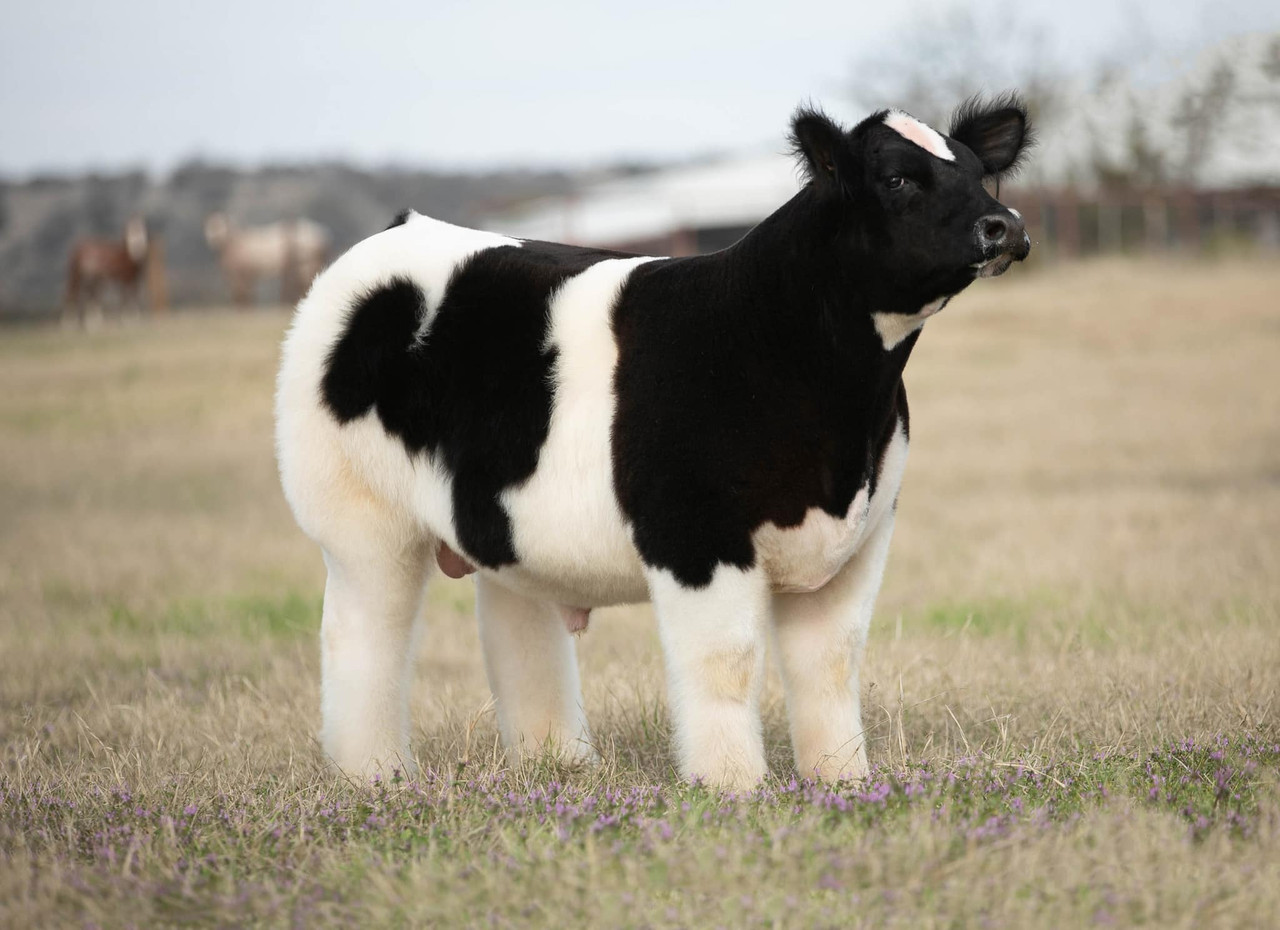 Great 1 - CATTLE VISIONS