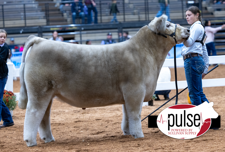In God We Trust (IGWT) • Cattle Visions • Premier Multi-Breed Online ...