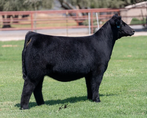 GOET I-80 - CATTLE VISIONS