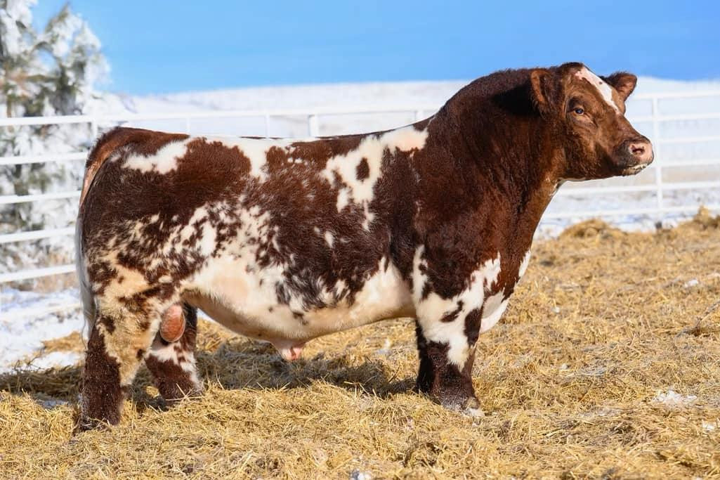 Seven - CATTLE VISIONS