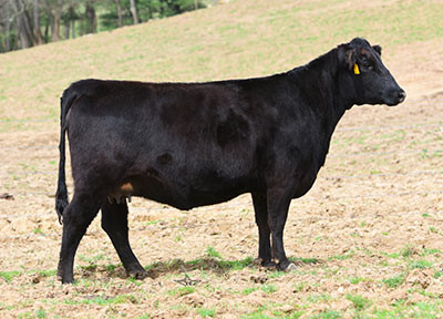 Roseda SEO Yellowstone G012 - CATTLE VISIONS