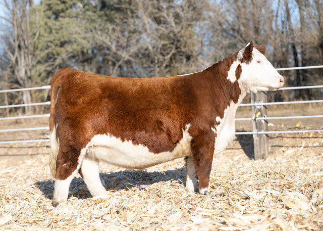 GOOD AS IT GETS ET - CATTLE VISIONS