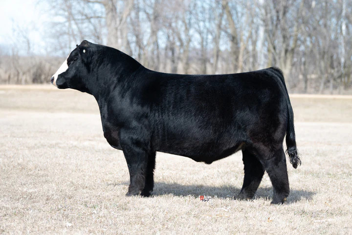 TL On The Run 106K - CATTLE VISIONS