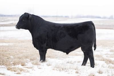 Hook's Encore 65E - CATTLE VISIONS