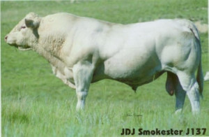 JDJ Smokester J1377 • Cattle Visions • Premier Multi-Breed Online Semen ...