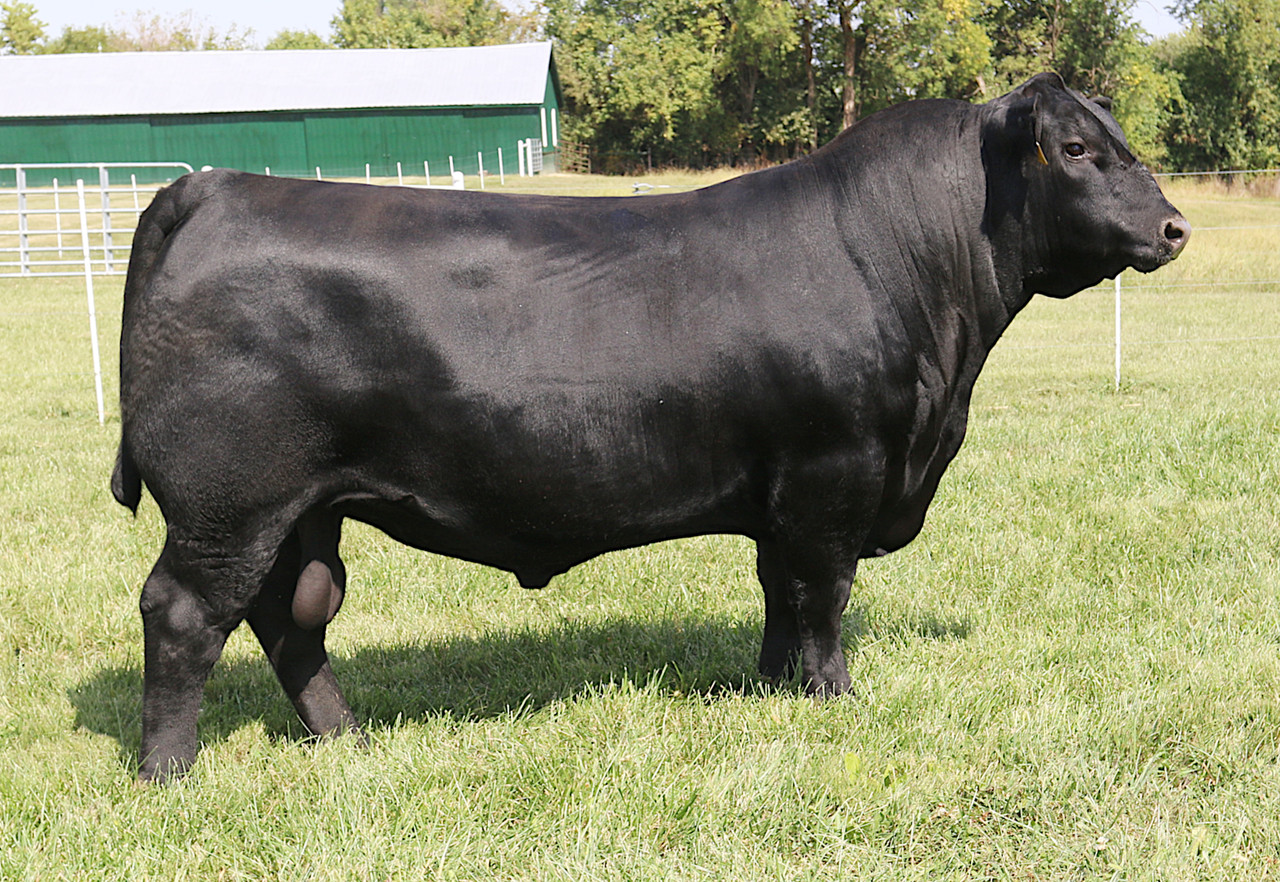 Musgrave New Trend 2523 - CATTLE VISIONS