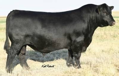 Basin Keystone 2021 - CATTLE VISIONS