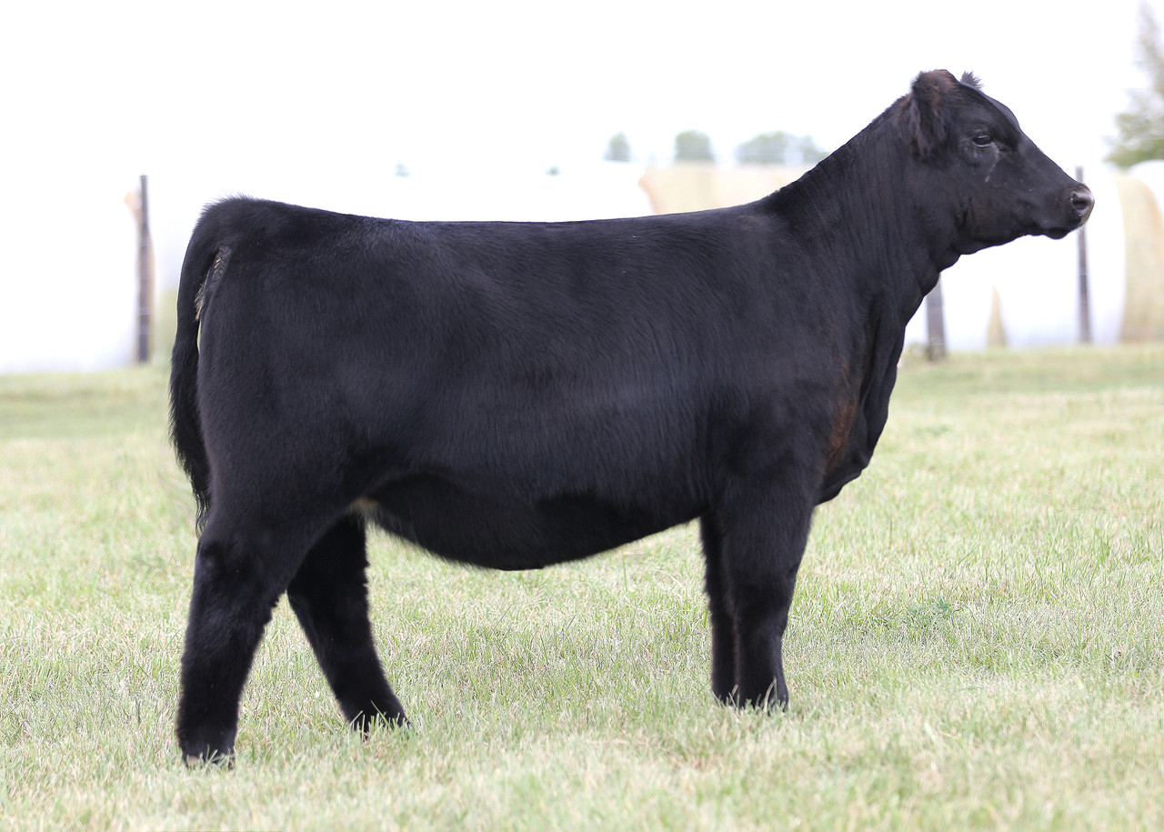 FRKG Classic 948K - CATTLE VISIONS
