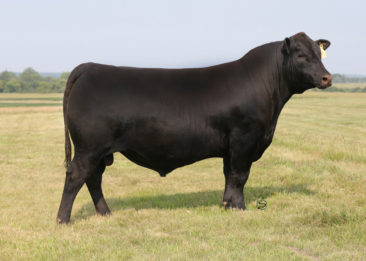 Ankonian Paragon 0C4 - CATTLE VISIONS