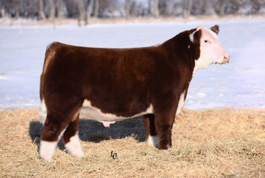 Battle Cry - CATTLE VISIONS