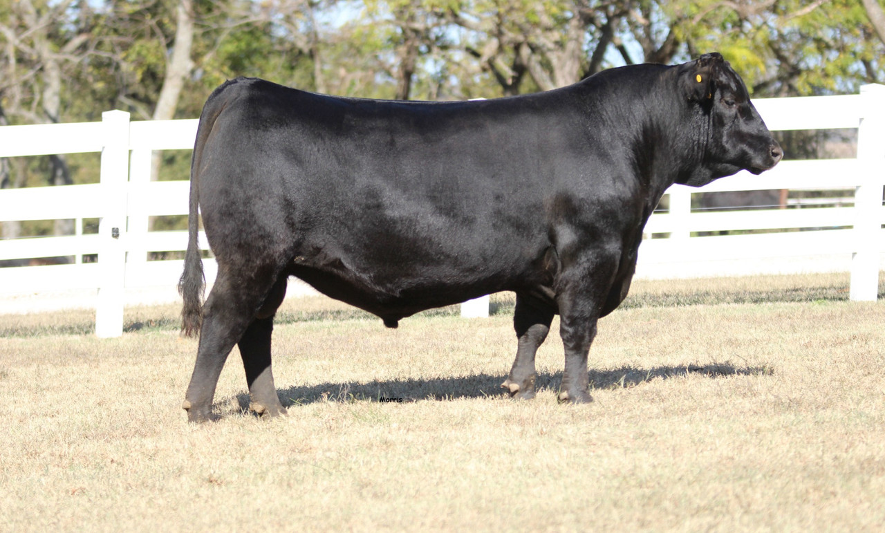 SEO Hot Lava J105 3055 - CATTLE VISIONS