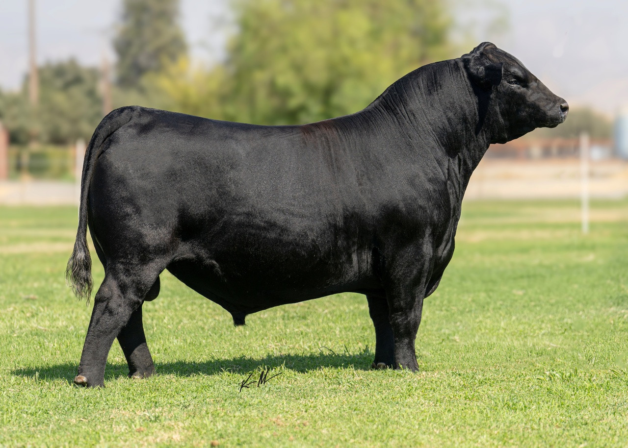 Colburn ICON 2320 - CATTLE VISIONS