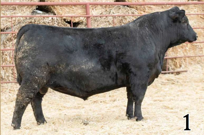 T/D Encore 2732 - CATTLE VISIONS