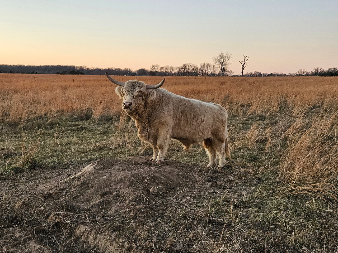 Apple Hill Lochlan - CATTLE VISIONS