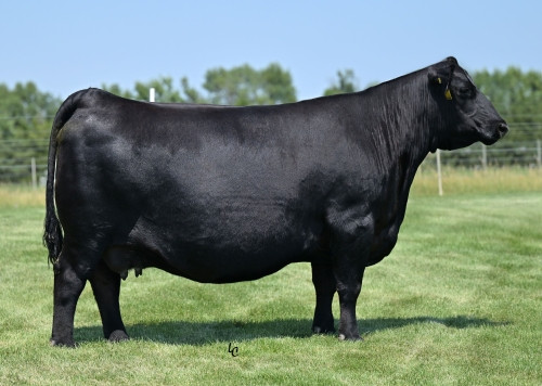 Koupals B&B Bridger 2041 - CATTLE VISIONS
