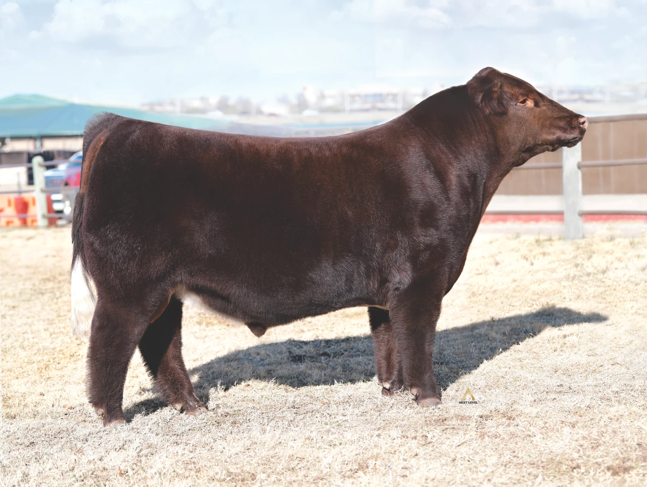 Little Cedar Worldwide 1979 ET - CATTLE VISIONS