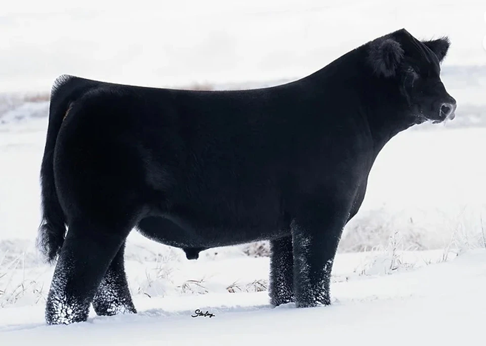 Told Ya So (Male Sexed) - CATTLE VISIONS