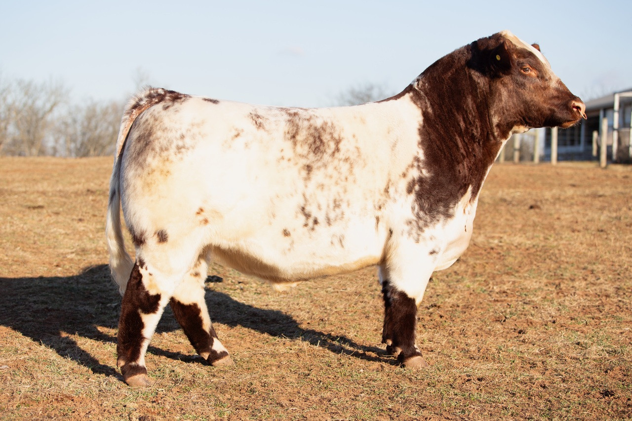 CCFARM Knight Vision - CATTLE VISIONS