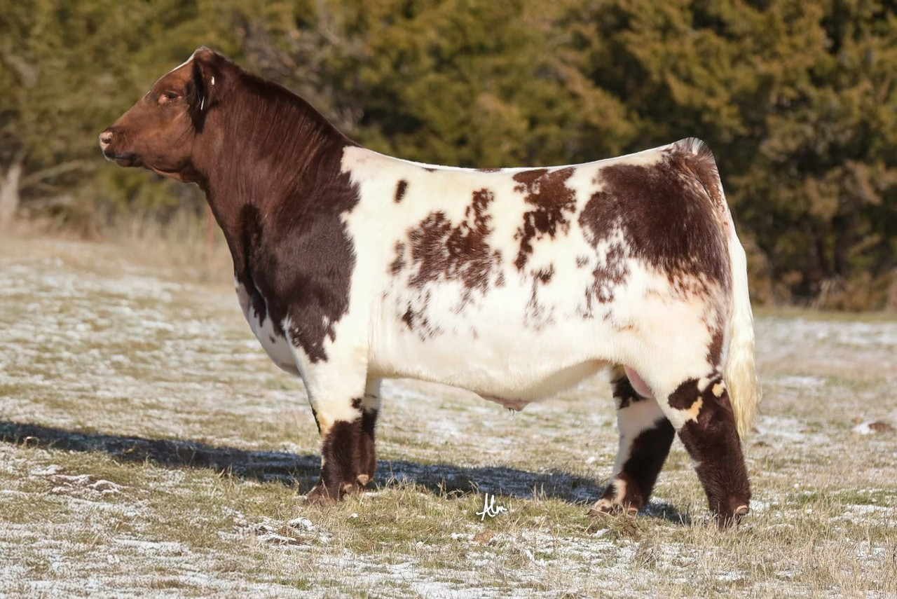 SLBL Mach 10 30L ET - CATTLE VISIONS