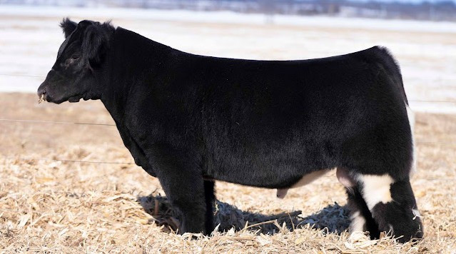 Here For All - CATTLE VISIONS
