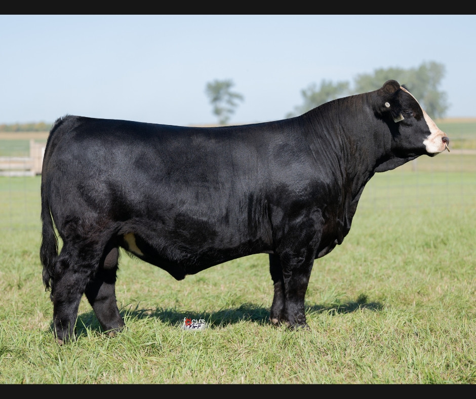JSUL Proud Papa 4759M - CATTLE VISIONS