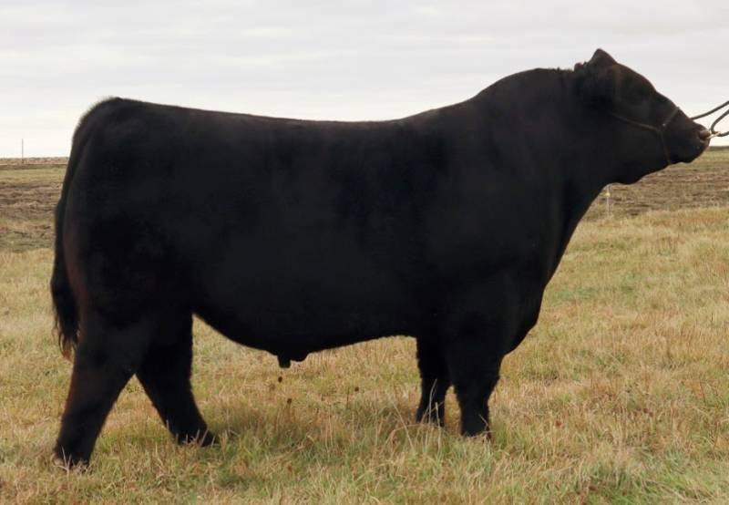MCF Permission Granted 8103 - CATTLE VISIONS
