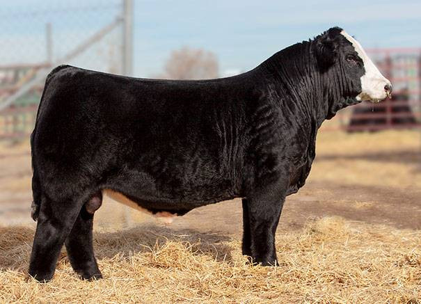 DOUBLE BAR D ANNUITY 635F • Cattle Visions • Premier Multi-Breed Online ...