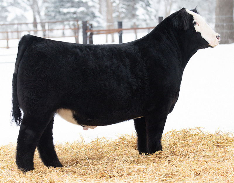 ONLY ONE • Cattle Visions • Premier Multi-Breed Online Semen Distributor