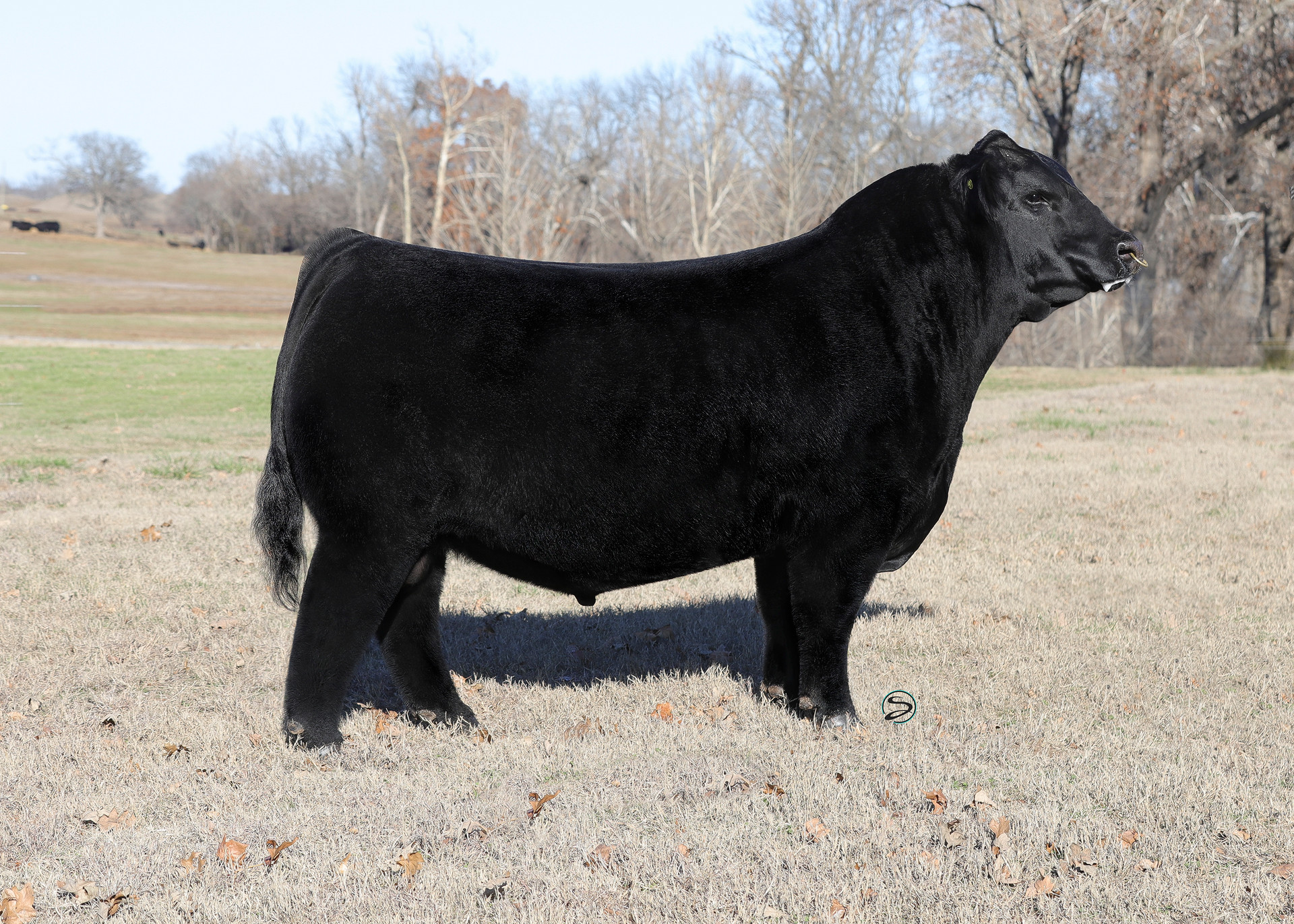 Conley Ransom 1810 - CATTLE VISIONS