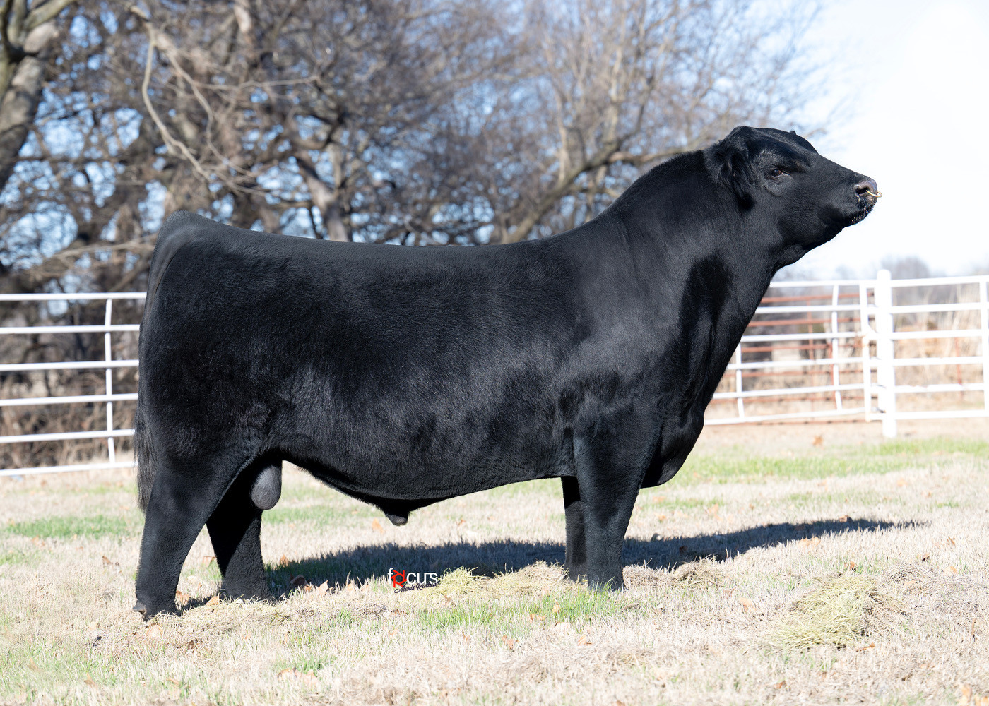 TESCC ALMIGHTY ZEUS 755J ET - CATTLE VISIONS