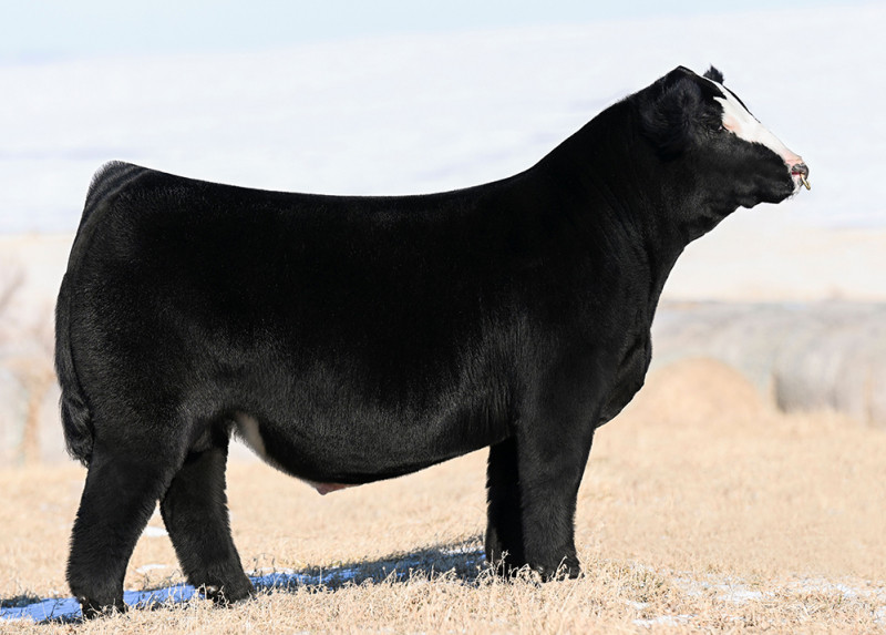 Next Level - CATTLE VISIONS