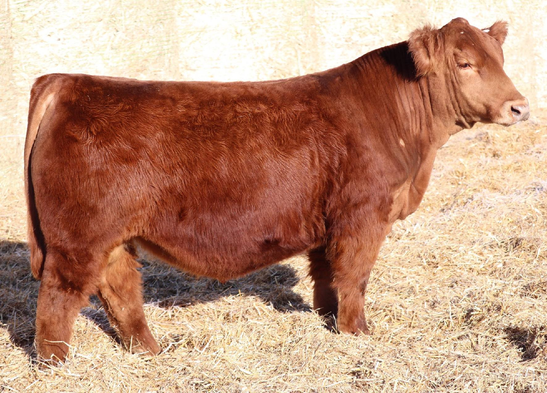 W/C FORT KNOX 69H HARDWIRE • Cattle Visions • Premier Multi-Breed ...