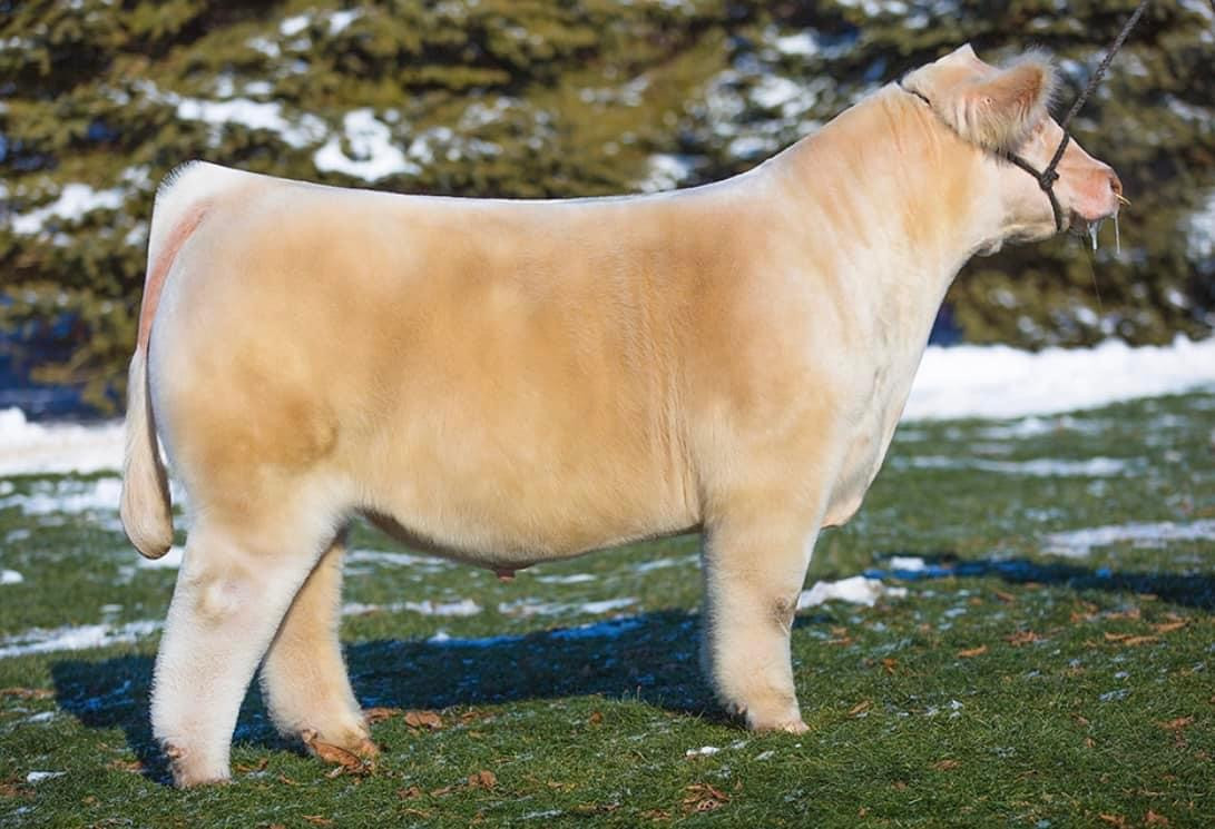 In God We Trust (IGWT) • Cattle Visions • Premier Multi-Breed Online ...
