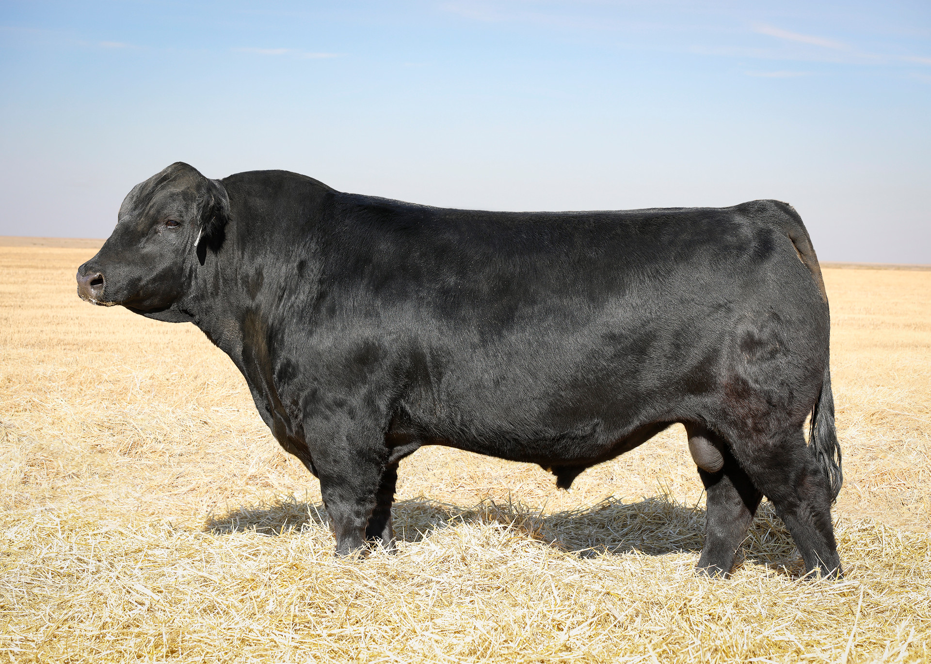 KBHR Cimarron F151 - CATTLE VISIONS