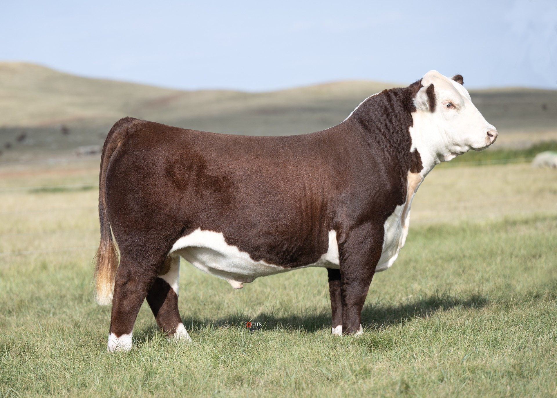 ECR HDF Travis 3503ET - CATTLE VISIONS