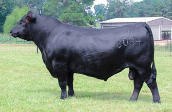AF Magnum AI 8084 • Cattle Visions • Premier Multi-Breed Online Semen ...
