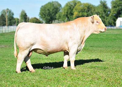 LT PATRIOT 4004 PLD • Cattle Visions • Premier Multi-Breed Online Semen ...