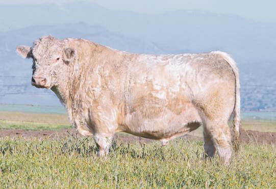 ARG MARIO 1779 ET • Cattle Visions • Premier Multi-Breed Online Semen ...