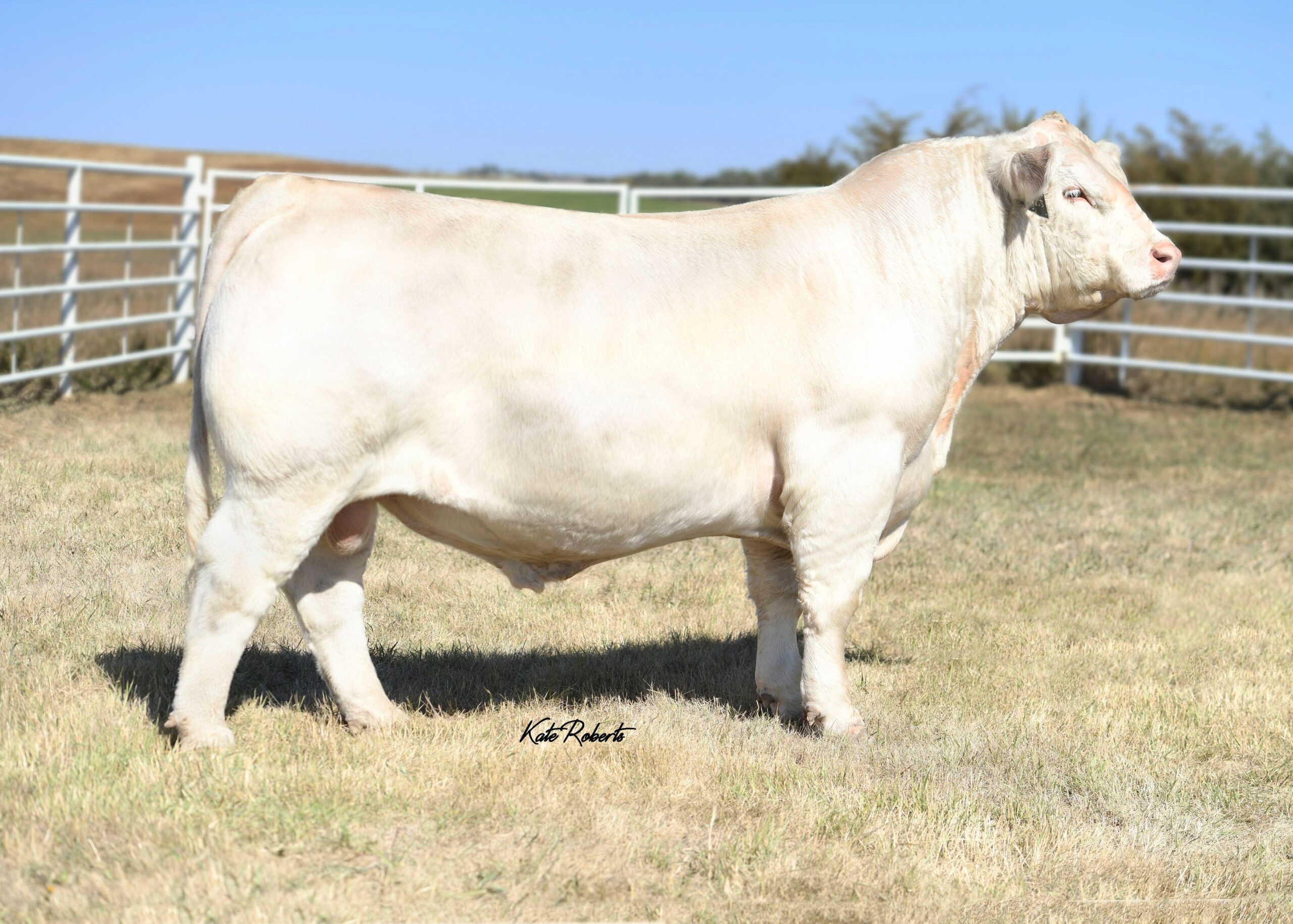 WDZ AEROSMITH 1109 PLD • Cattle Visions • Premier Multi-Breed Online ...