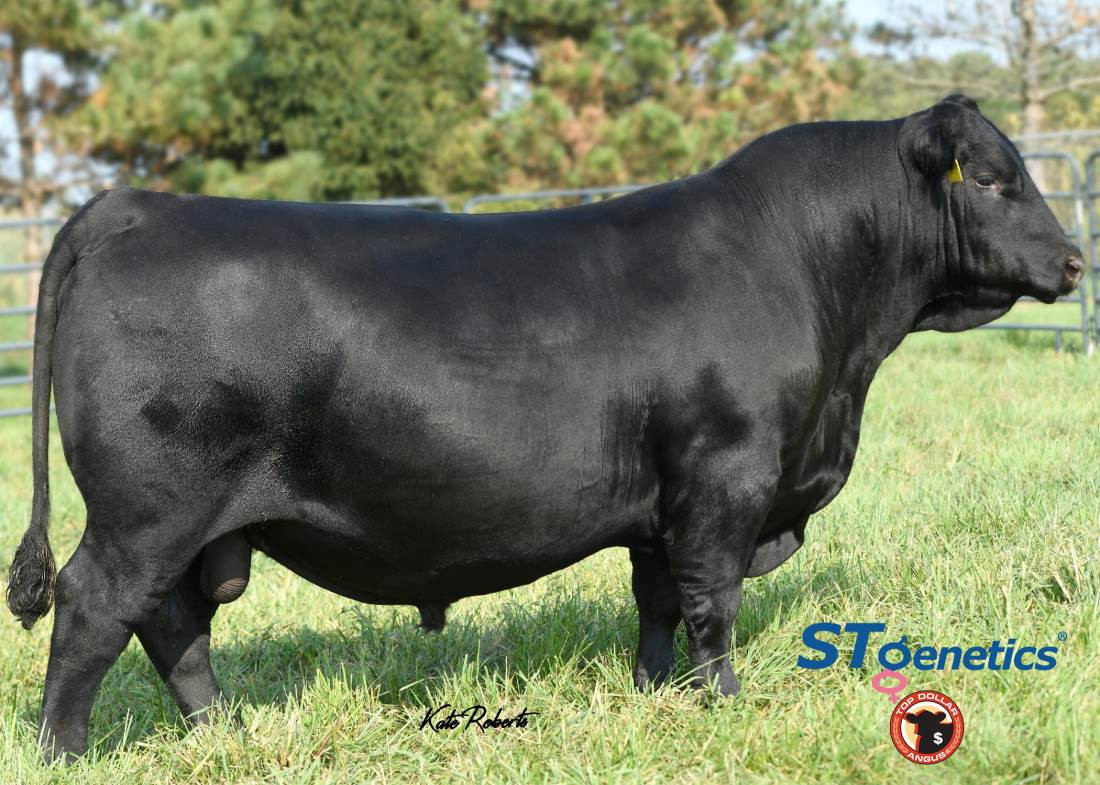 Poss Winchester - CATTLE VISIONS