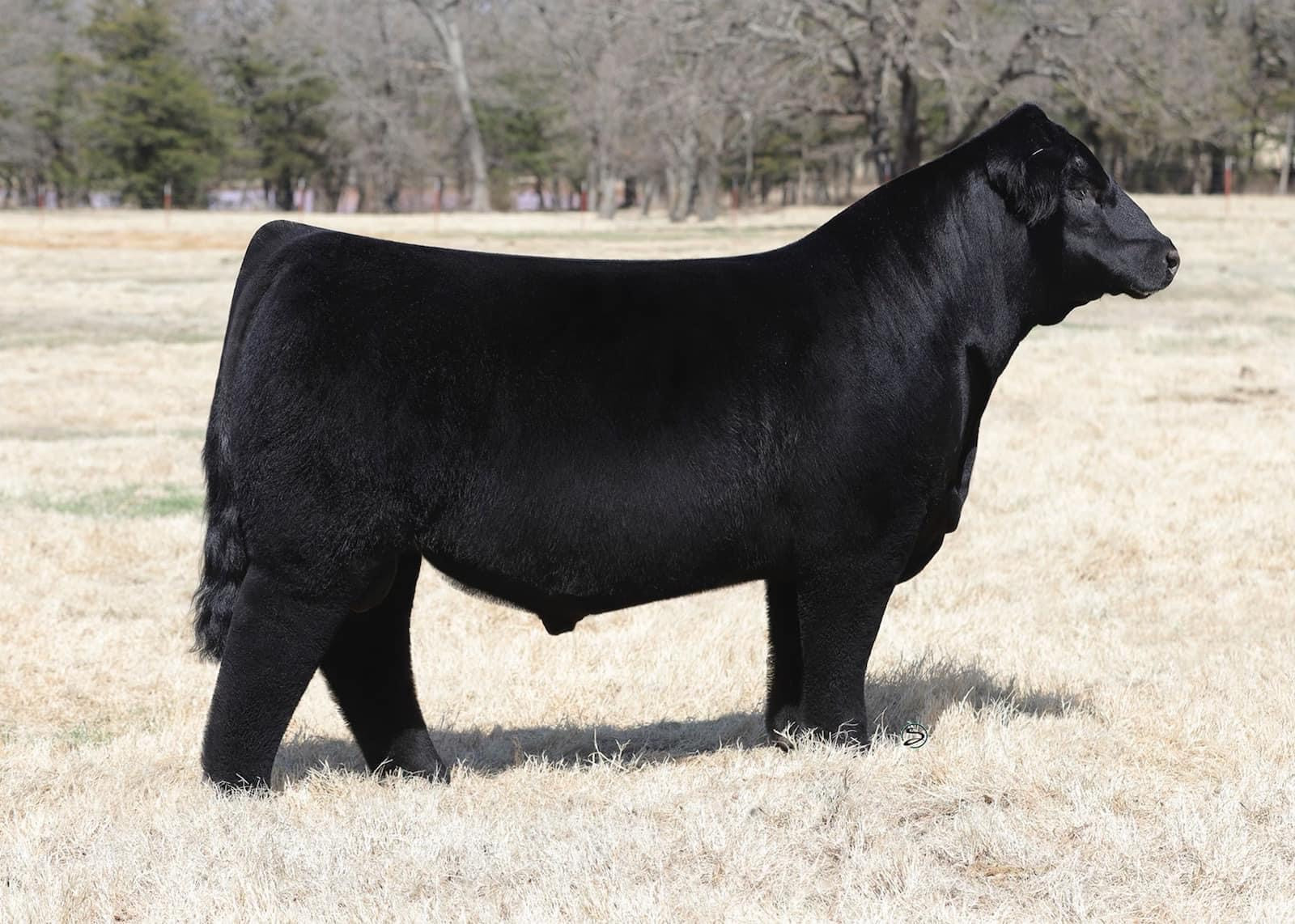 R/C SFI Creedence 417J - CATTLE VISIONS
