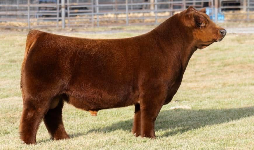 Red Rocket - CATTLE VISIONS