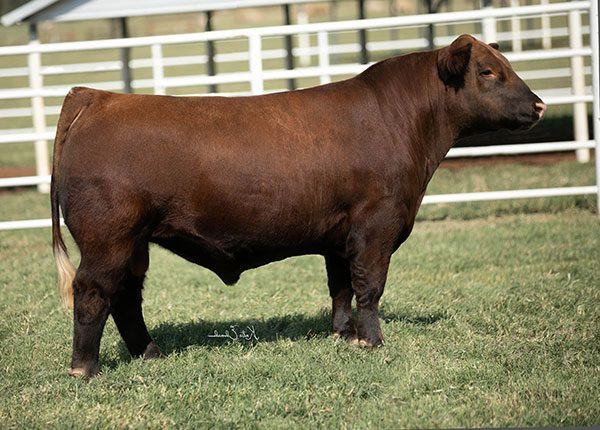 Red Eye - CATTLE VISIONS
