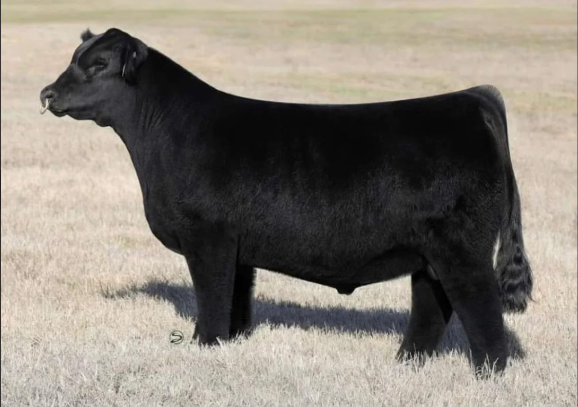 TL Off The Record 11M - CATTLE VISIONS